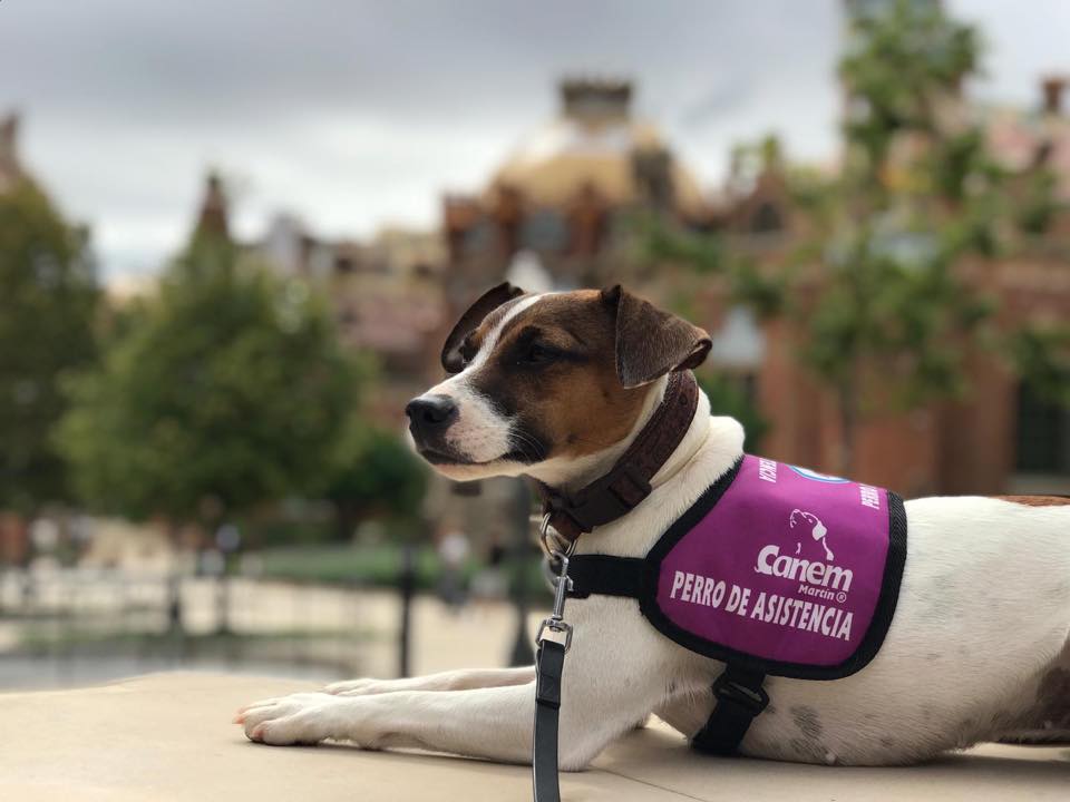 Cómo Entrenar A Un Perro De Alerta Diabético