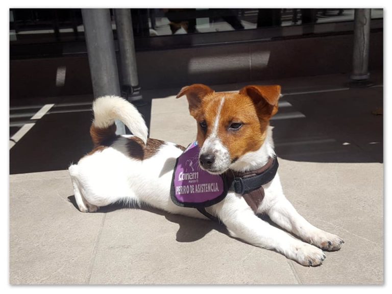 Perros de alerta médica - Tuperroesbienvenido