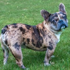 ¿Qué son los perros Merle y Doble Merle? - Tuperroesbienvenido