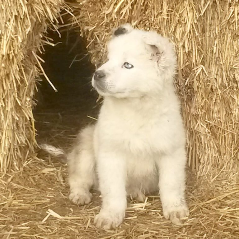 ¿Qué son los perros Merle y Doble Merle? - Tuperroesbienvenido