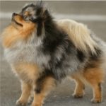 ¿Qué son los perros Merle y Doble Merle? - Tuperroesbienvenido