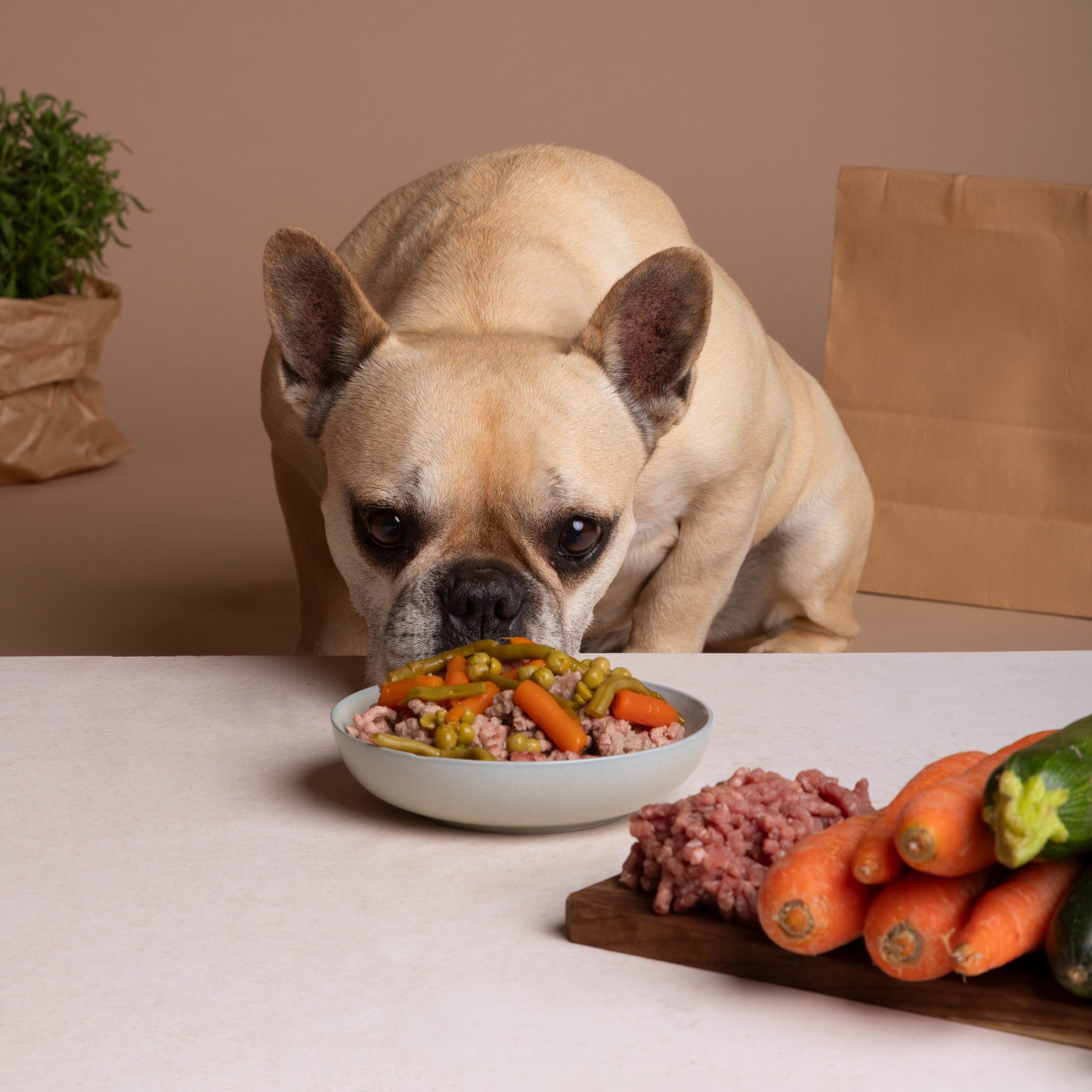 ¿Sabes cómo alimentar de forma natural a tu perro?